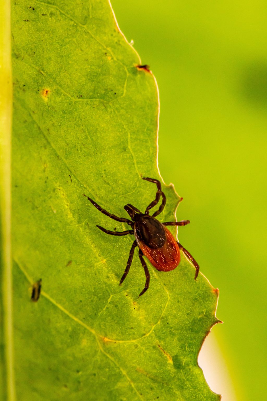 A Deep Look into Lyme Disease: Q+A with Holtorf Medical Group's Dr ...